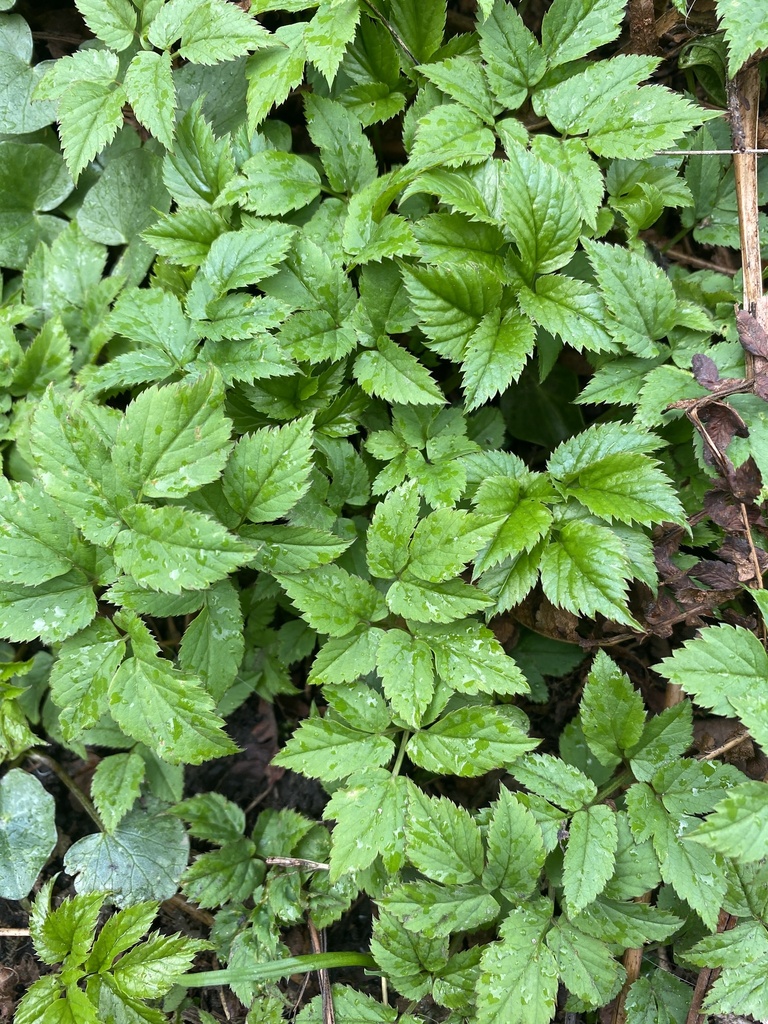 Goutweed from Colinton and Craiglockhart Dells, Edinburgh, Scotland, GB ...