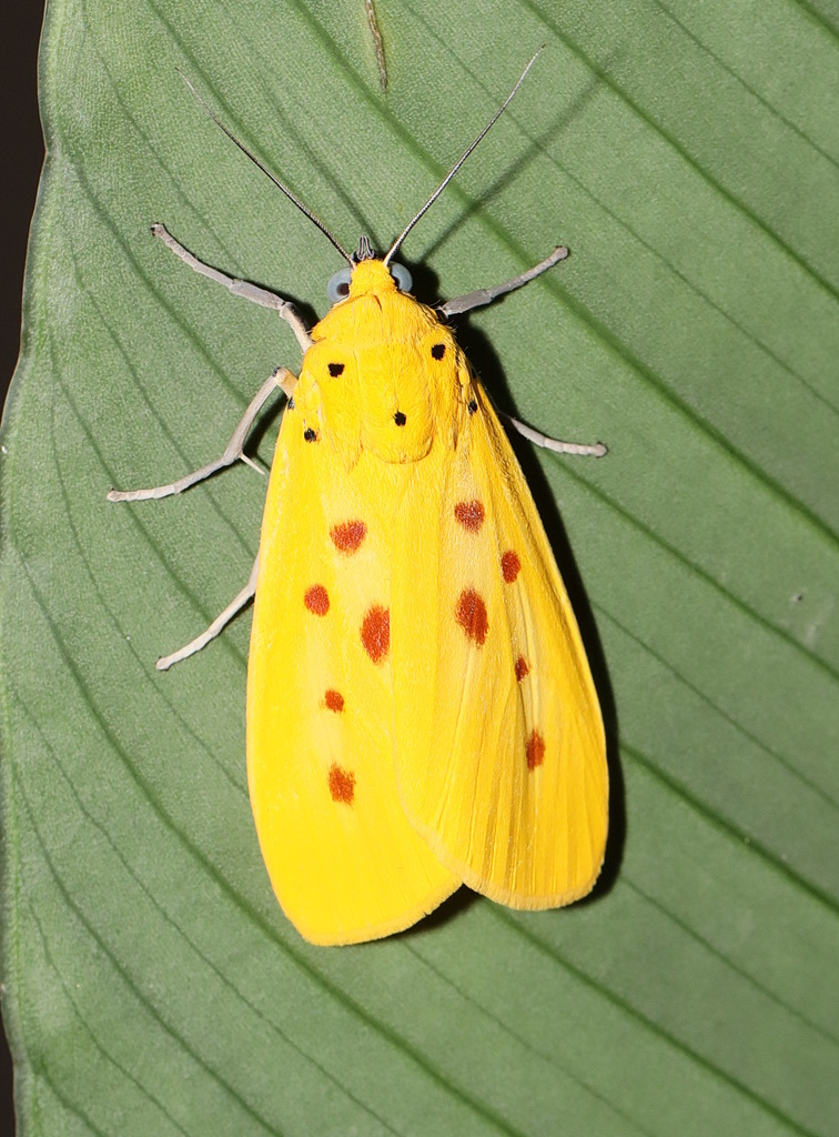 Yellow Tiger Moth from Witta QLD 4552, Australia on March 27, 2025 at ...