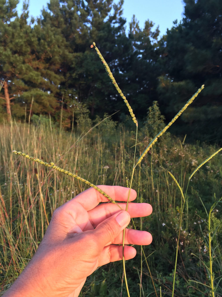 Florida paspalum (Plants of NRMP ) · iNaturalist