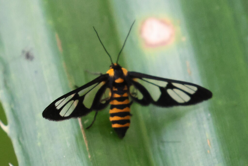 Ceryx from Lake Eacham, QLD 4884, Australia on March 25, 2025 at 01:30 ...