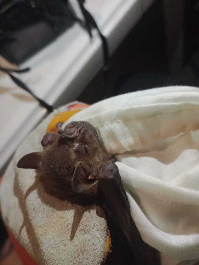 Great Fruit-eating Bat from Zihuateutla, Pue., México on March 27, 2025 ...
