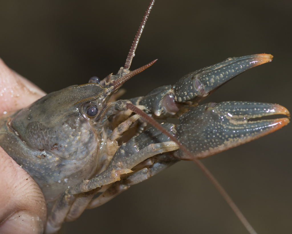 Eastern Crayfish from Montgomery County, OH, USA on March 27, 2025 at ...