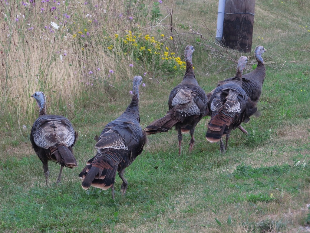 Wild Turkey from Mackinaw City, Emmet County, MI, USA on August 5, 2019 ...