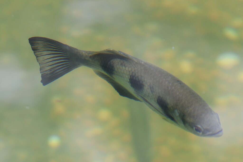 Spotted Archerfish from Lake Eacham QLD, Australia on March 25, 2025 at ...