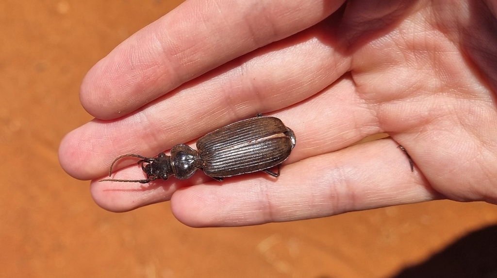 Ground Beetles from PG8V+J4, Wanarn WA 0872, Australia on March 27 ...