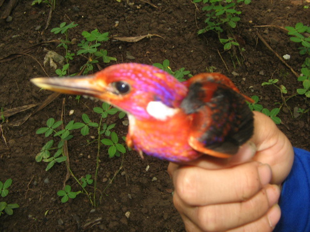 Philippine Dwarf Kingfisher (Ceyx melanurus) - Avian Discovery