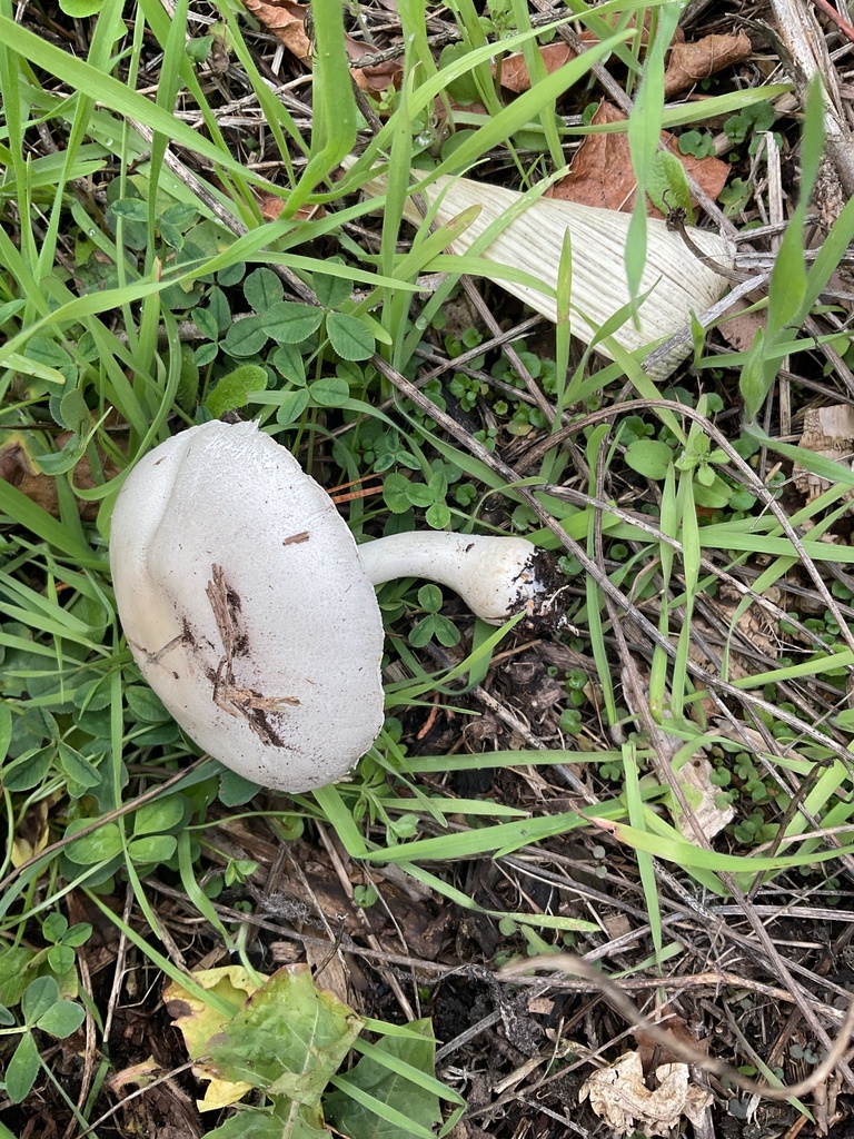 Leucoagaricus from South Island / Te Waipounamu, Clydevale, Otago, NZ ...