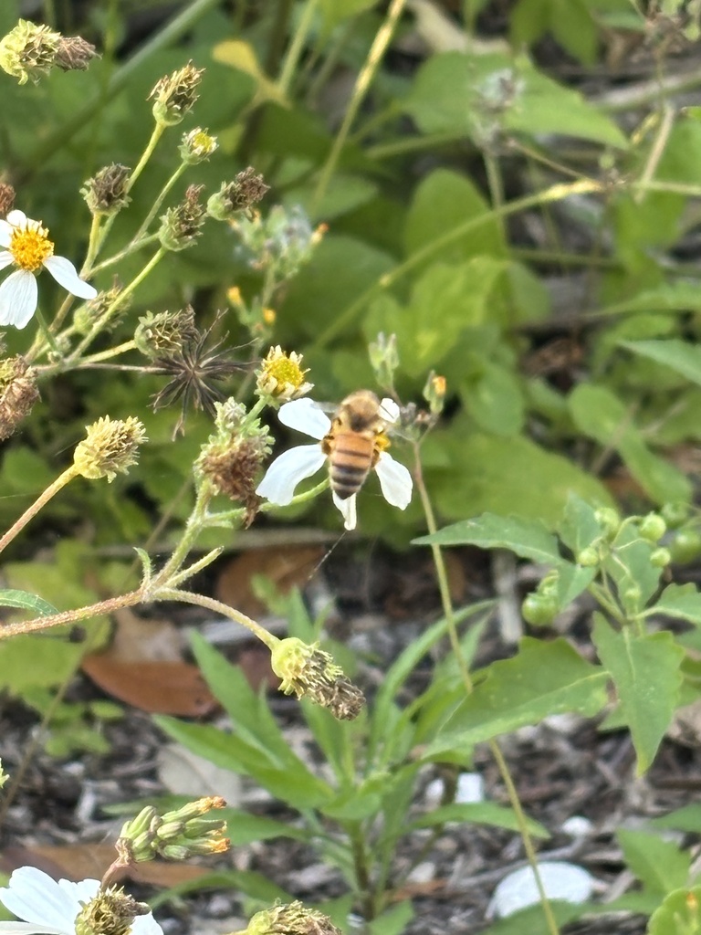 Western Honey Bee from Boyd Hill Nature Preserve, Saint Petersburg, FL ...