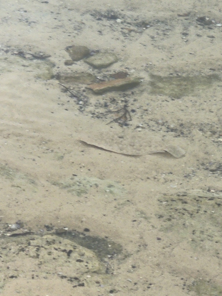 Smalltooth Flounder from Ramsgate Ave, North Bondi, NSW, AU on March 28 ...