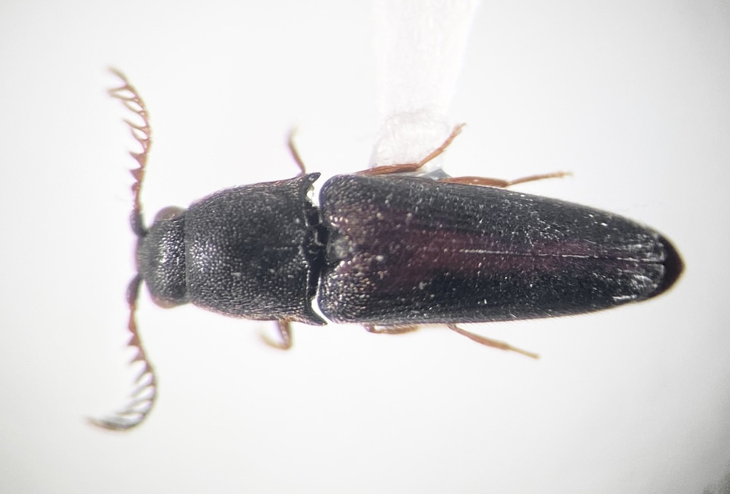 Deltometopus ereptus from St-Gregoire, Bécancour, QC, CA on July 8 ...
