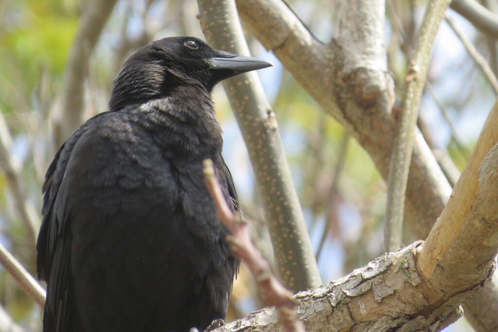 American Crow from San Diego Zoo Safari Park, San Pasqual Valley Rd ...