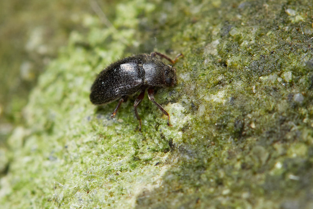 long-toed water beetles from 中国广西壮族自治区百色市靖西市 on March 14, 2024 at 04:29 ...