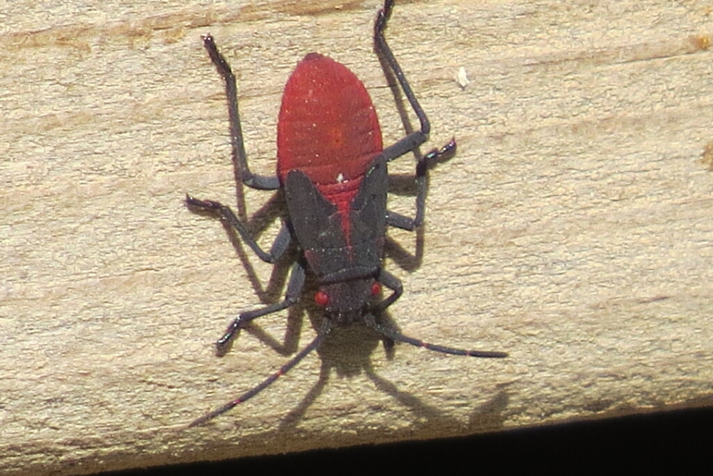 Red-shouldered Bug from San Diego Zoo Safari Park, San Pasqual Valley ...