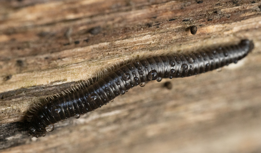 Portuguese Millipede from Blackburn Lake Sanctuary, Vic, Australia on ...