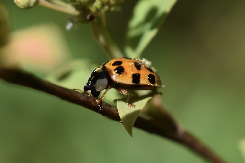 Asian Lady Beetle in March 2025 by northerly · iNaturalist