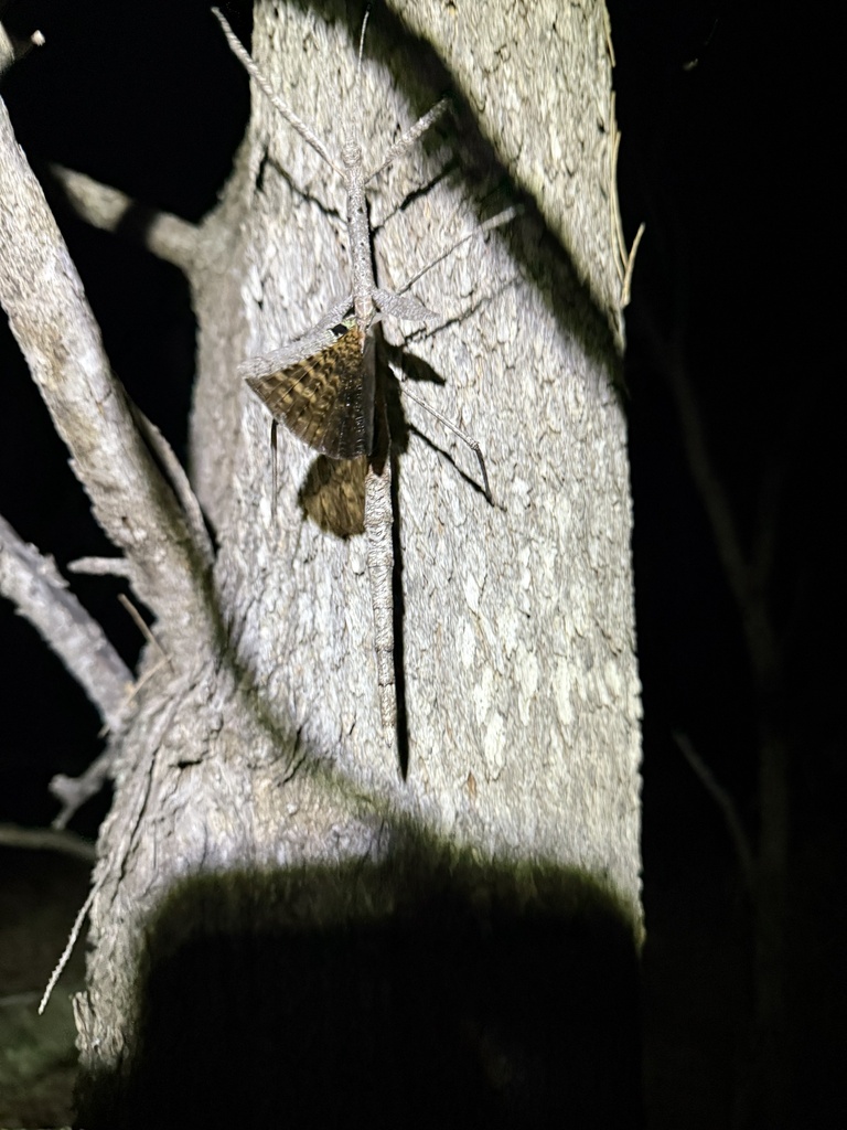 Paronchestus charon from Roche Creek, QLD, AU on February 24, 2025 at ...