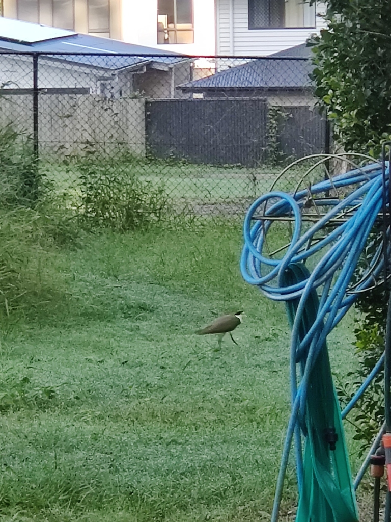 Black-shouldered Masked Lapwing from Brisbane QLD, Australia on March ...