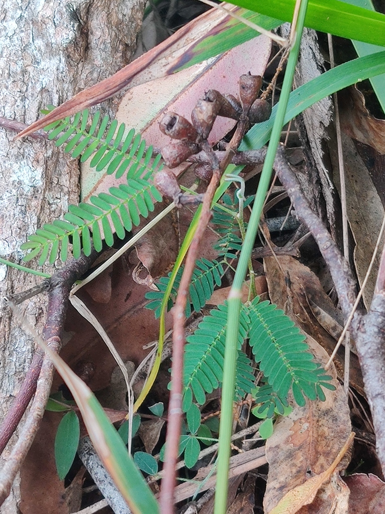 sensitive and partridge peas from Tamborine Mountain QLD 4272 ...
