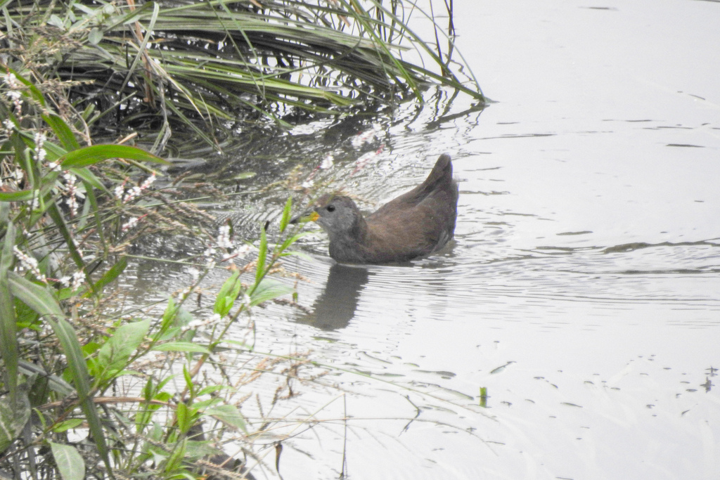 Brown Crake from 中国浙江省杭州市余杭区 on October 15, 2022 at 10:39 AM by Lin ...