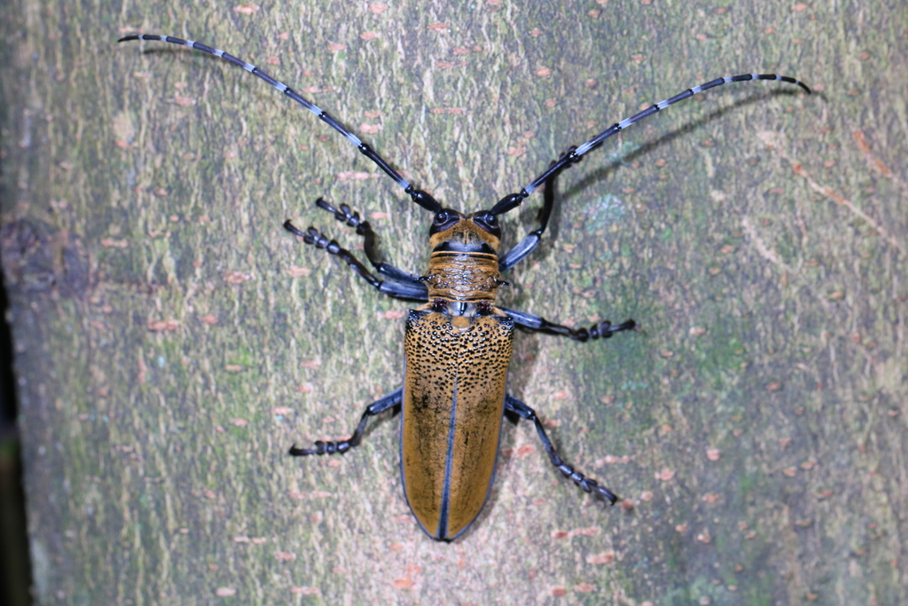 Apriona rugicollis from 中国江西省宜春市袁州区 on July 25, 2020 at 11:38 PM by 昆虫学 ...