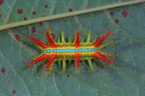 Genus Setora · iNaturalist