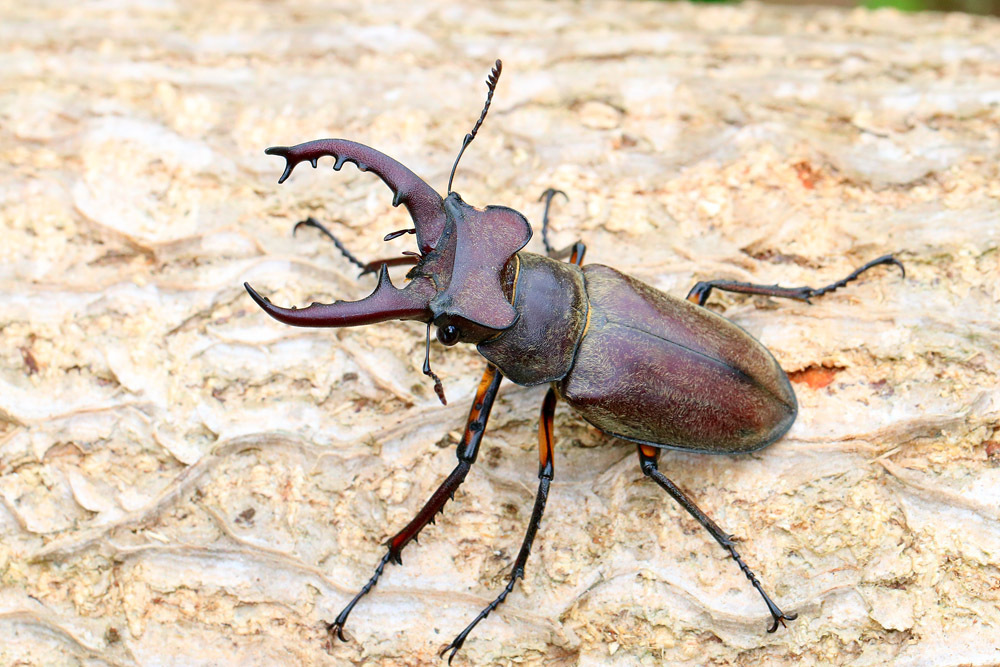 Lucanus maculifemoratus dybowskyi from 中国陕西省汉中市佛坪县 on August 21, 2020 ...