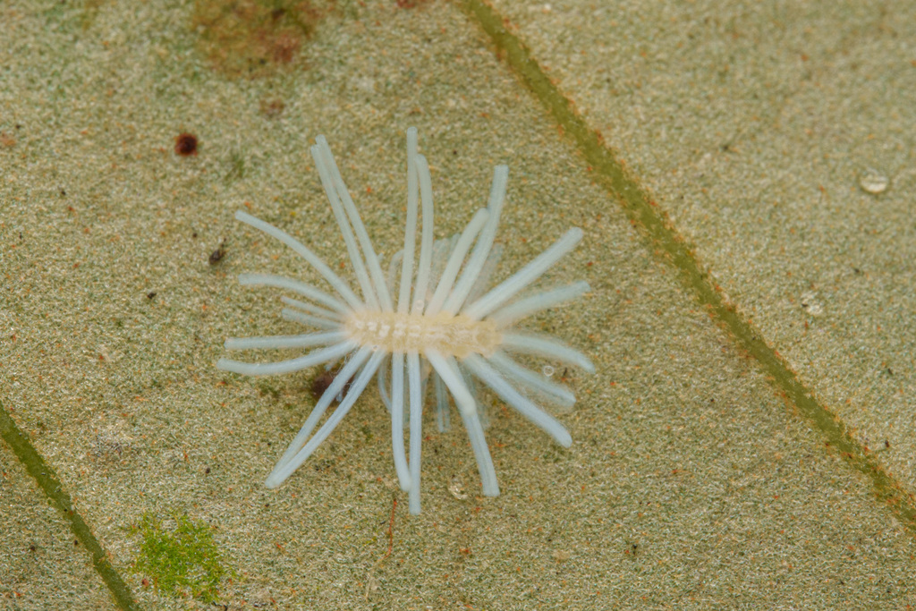 Winged and Once-winged Insects from Kota Kinabalu, Sabah, 马来西亚 on March ...