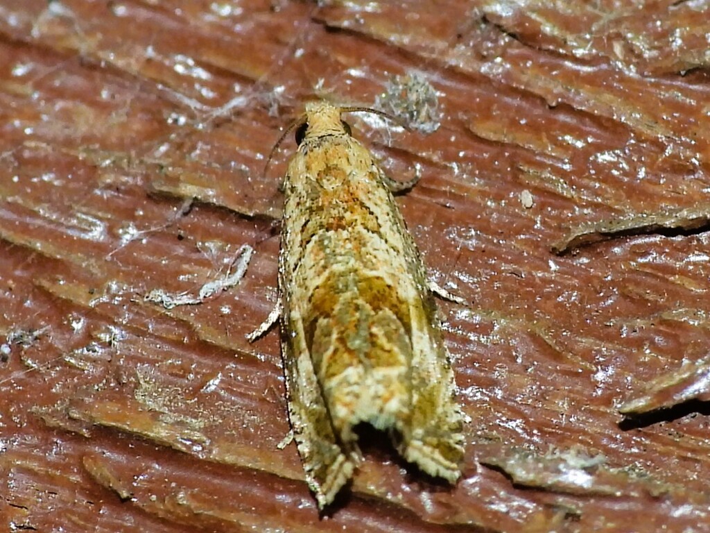 Syntozyga anconia from Coomba Park NSW 2428, Australia on March 28 ...
