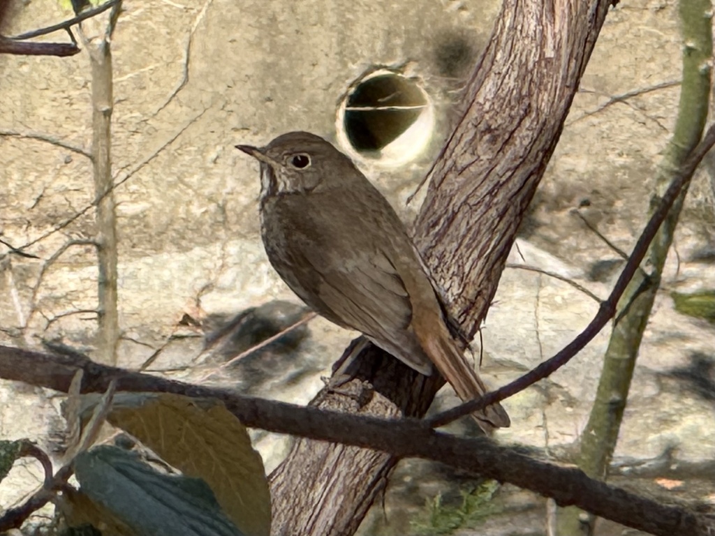 Hermit Thrush from S Edgewood St, Arlington, VA, US on March 26, 2025 ...