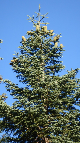red fir (California red fir) (Handbook for the Native Trees of Oregon ...