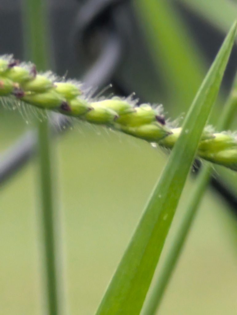spreading liverseed grass from Brisbane QLD, Australia on December 14 ...