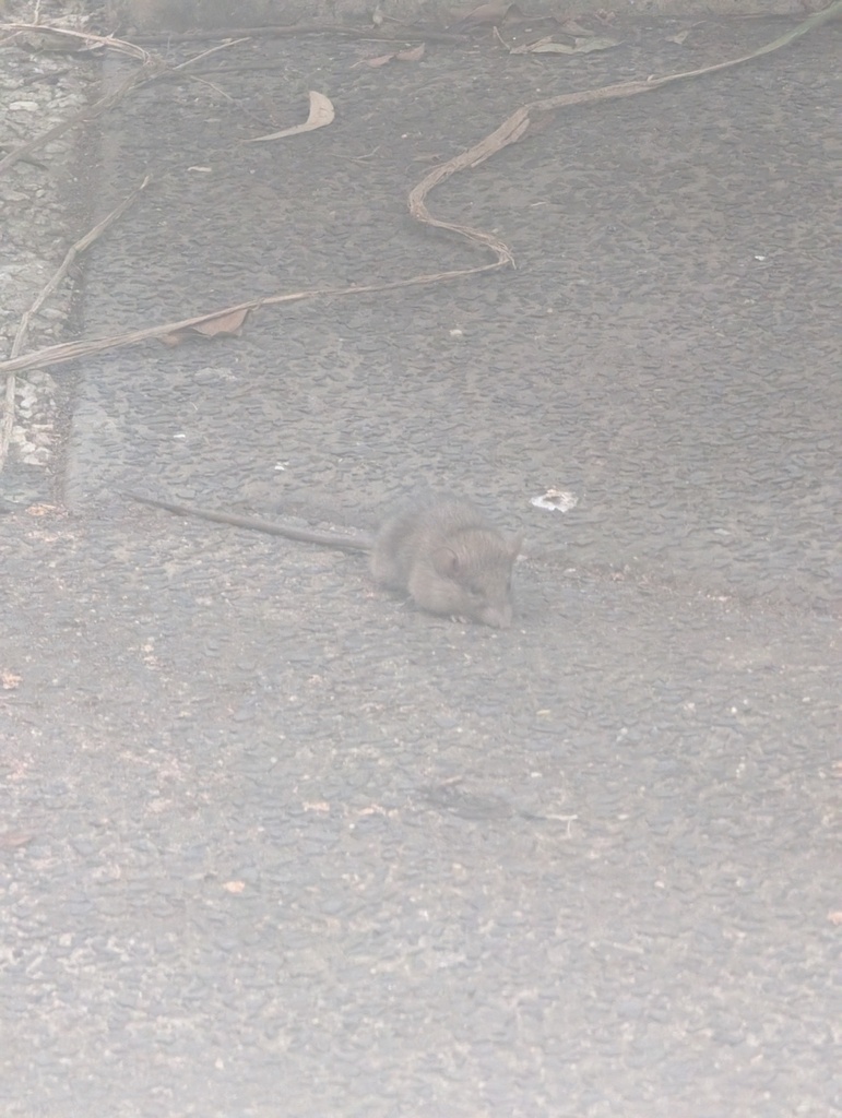 Black Rat from Brisbane QLD, Australia on March 18, 2025 at 11:58 AM by ...