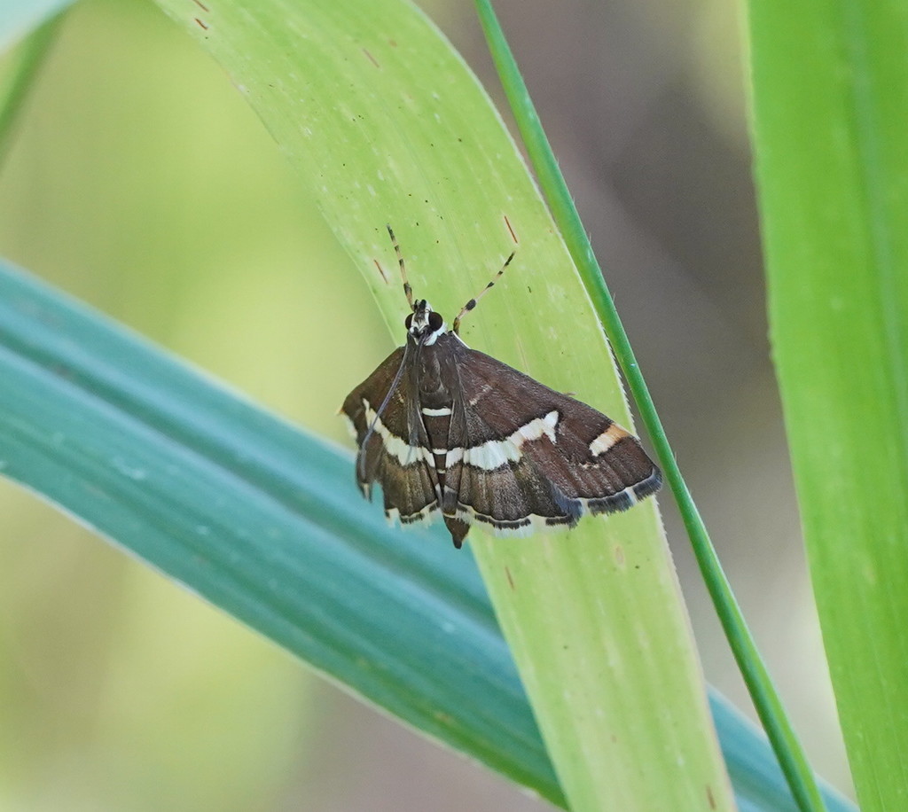 Hawaiian Beet Webworm Moth from Millstream QLD 4888, Australia on ...