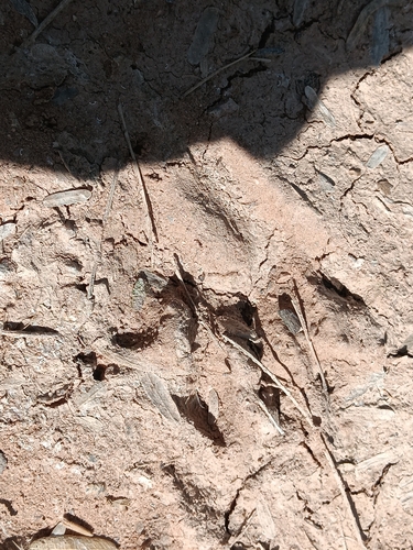 Raccoon Tracks – NatureTracking