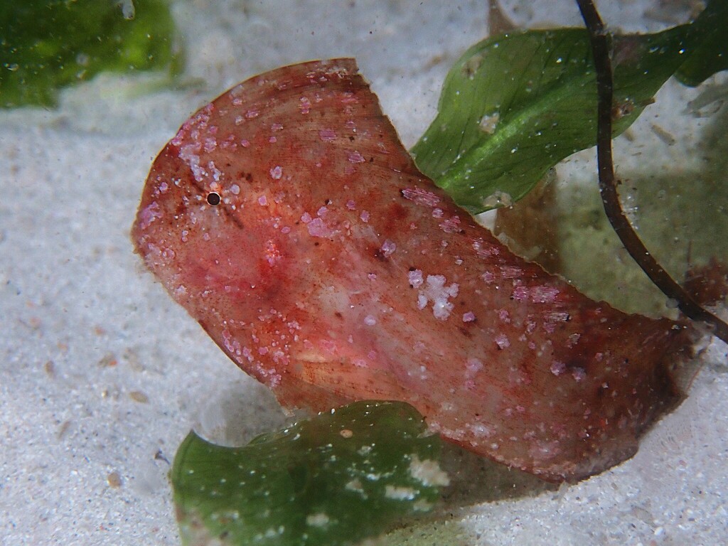 Whiskered Prowfish from Watermans Bay Beach, WA 6020, Australia on ...