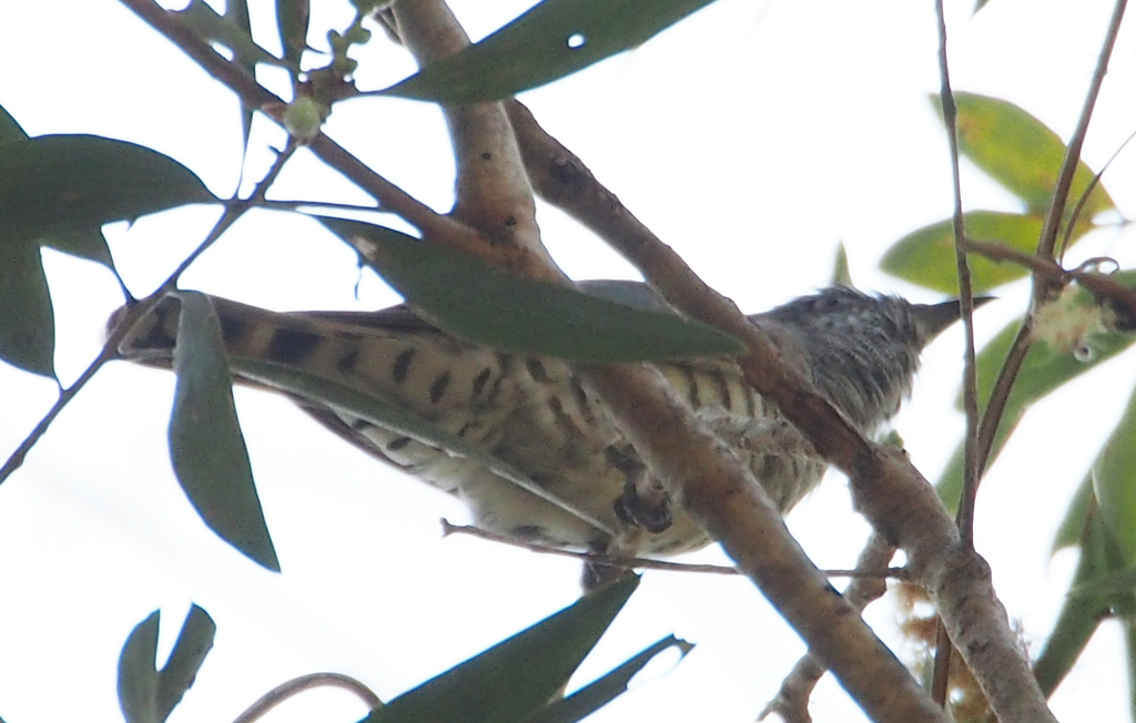 Little Bronze-Cuckoo from Middle Point NT 0822, Australia on July 4 ...