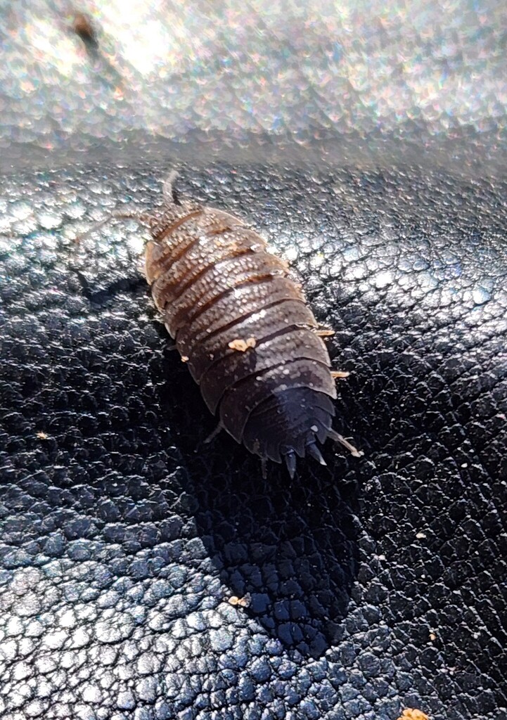 Common Rough Woodlouse from Fort Washington, MD 20744, USA on March 2 ...