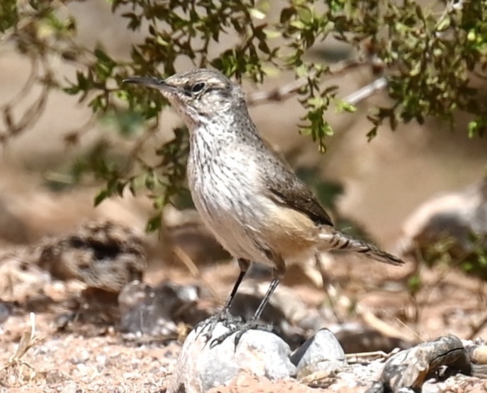 Rock Wren from Clark County, NV, USA on March 26, 2025 at 02:40 PM by ...