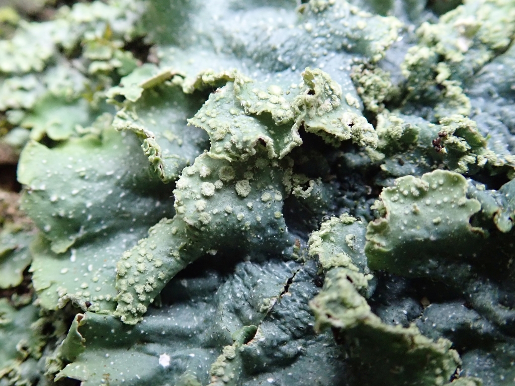 Punctelia subrudecta (Espèces du programme Lichens Go! ) · iNaturalist
