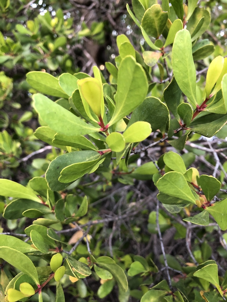 myrtle mangrove (Osbornia octodonta) - Botanical Realm
