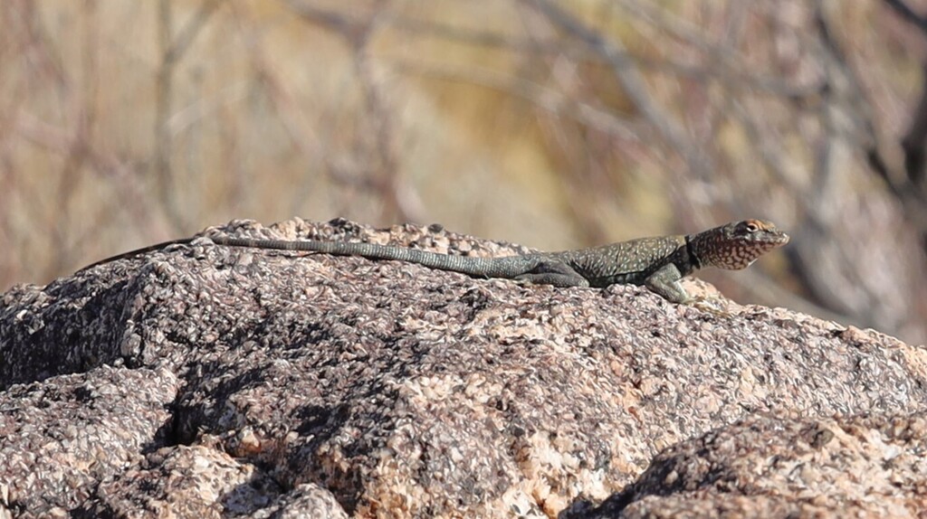 Banded Rock Lizard from Imperial County, CA, USA on March 25, 2025 at ...