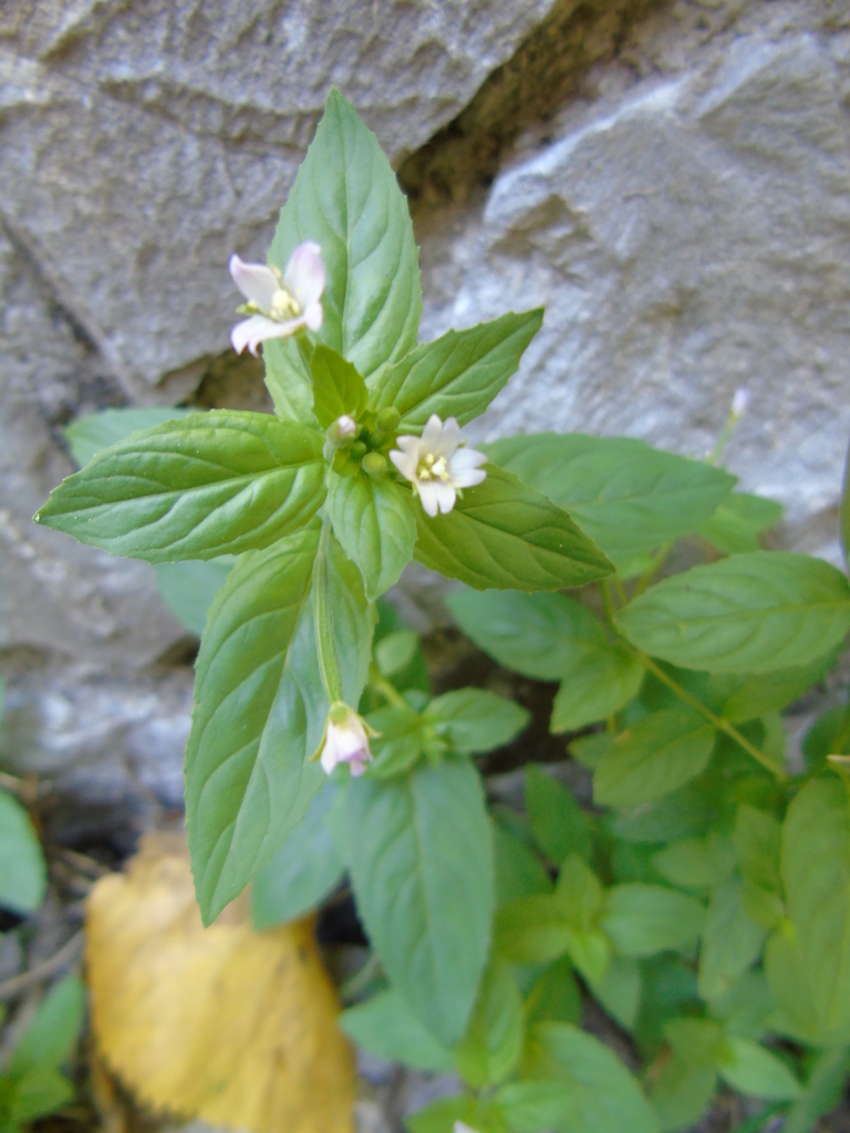 Hoary Willowherb (Introduced Species of Uplands Park, Oak Bay, BC ...
