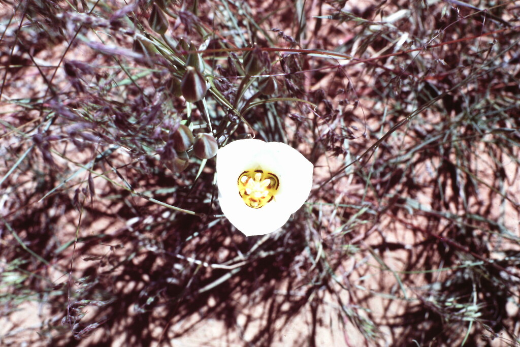 Sego Lily from San Juan County, UT, USA on June 2, 1979 at 11:04 AM by ...