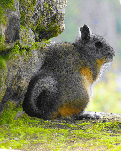 Rodents (Rodentia) - Know Your Mammals