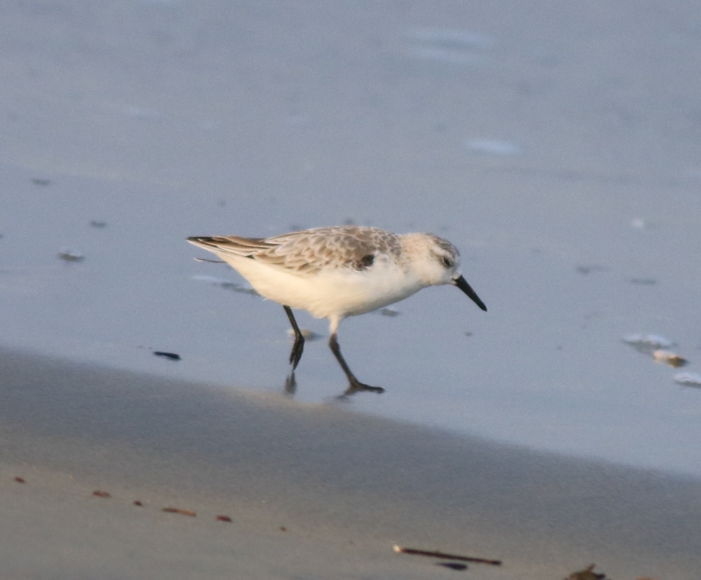 Sanderling from Elathur Beach on December 21, 2024 at 08:10 AM by Afsar ...
