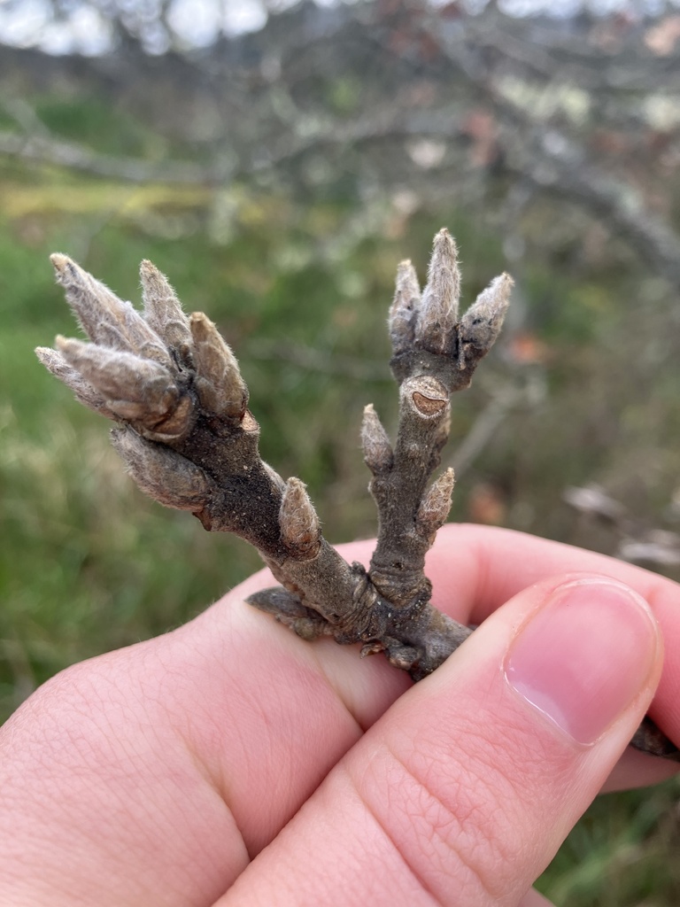 Oregon oak from Nicholson St, Saanich, BC, CA on March 28, 2025 at 08: ...