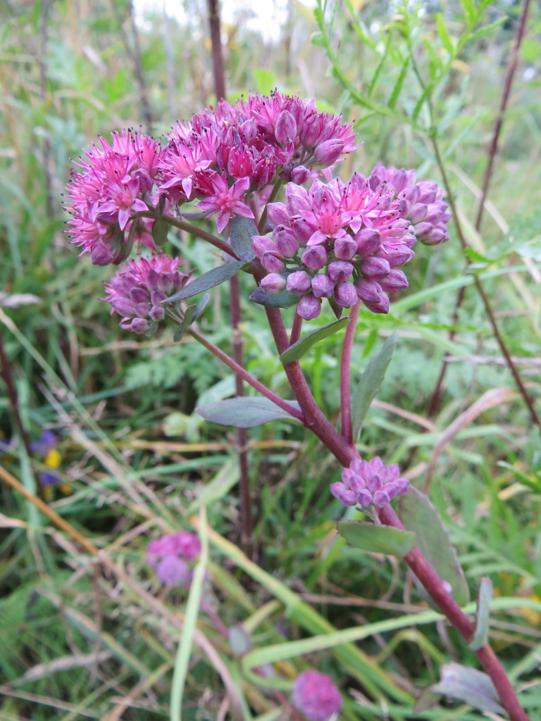 Orpine (Oak Street Community Garden – Kalamazoo) · iNaturalist