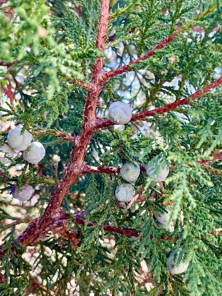 Weeping Juniper from Universidad Autónoma del Estado de Morelos - UAEM ...