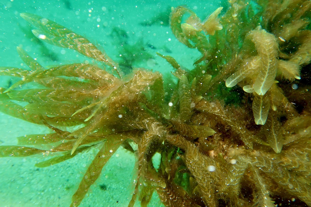 Dictyopteris australis from Port Noarlunga SA on March 27, 2025 at 01: ...