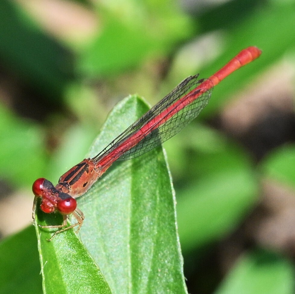 Desert Firetail from Hidalgo County, TX, USA on March 28, 2025 at 02:26 ...
